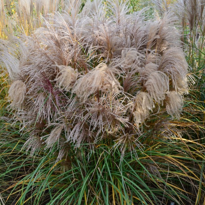 Купити Міскантус китайський 'Polonus' за ціною 160 грн від виробника