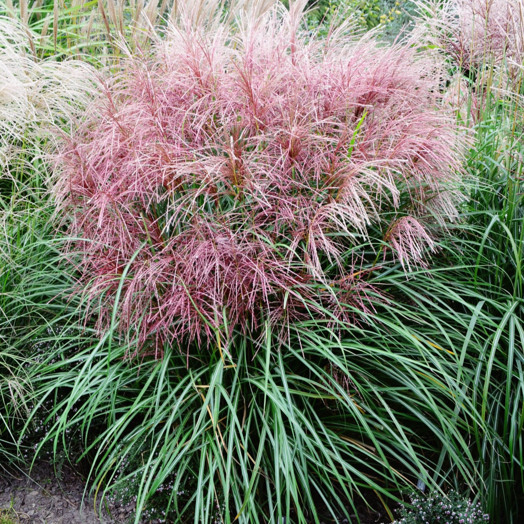 Купити Міскантус китайський 'Polonus' за ціною 160 грн від виробника