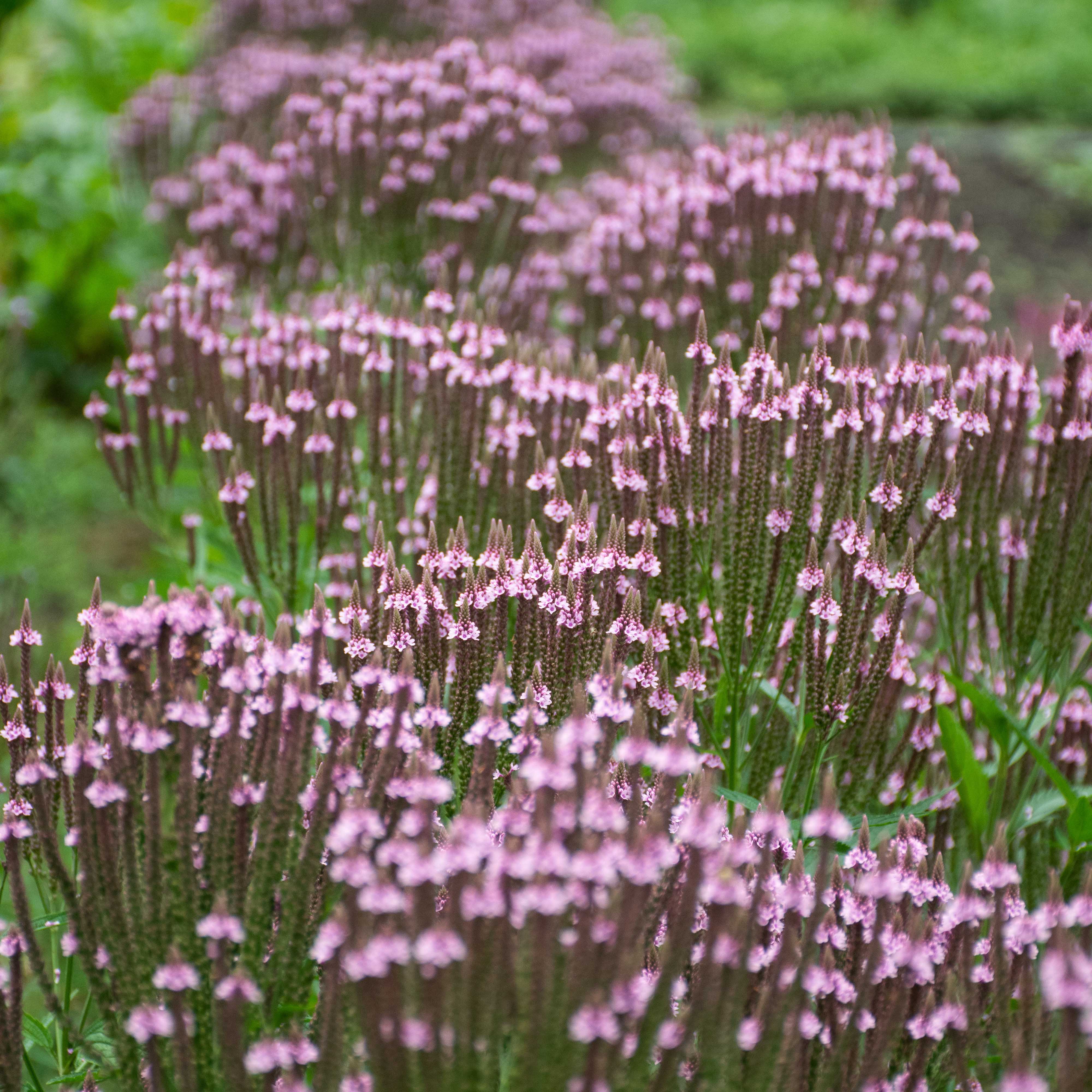 Купити Вербена списовидна "Rose" за ціною 55 грн від виробника