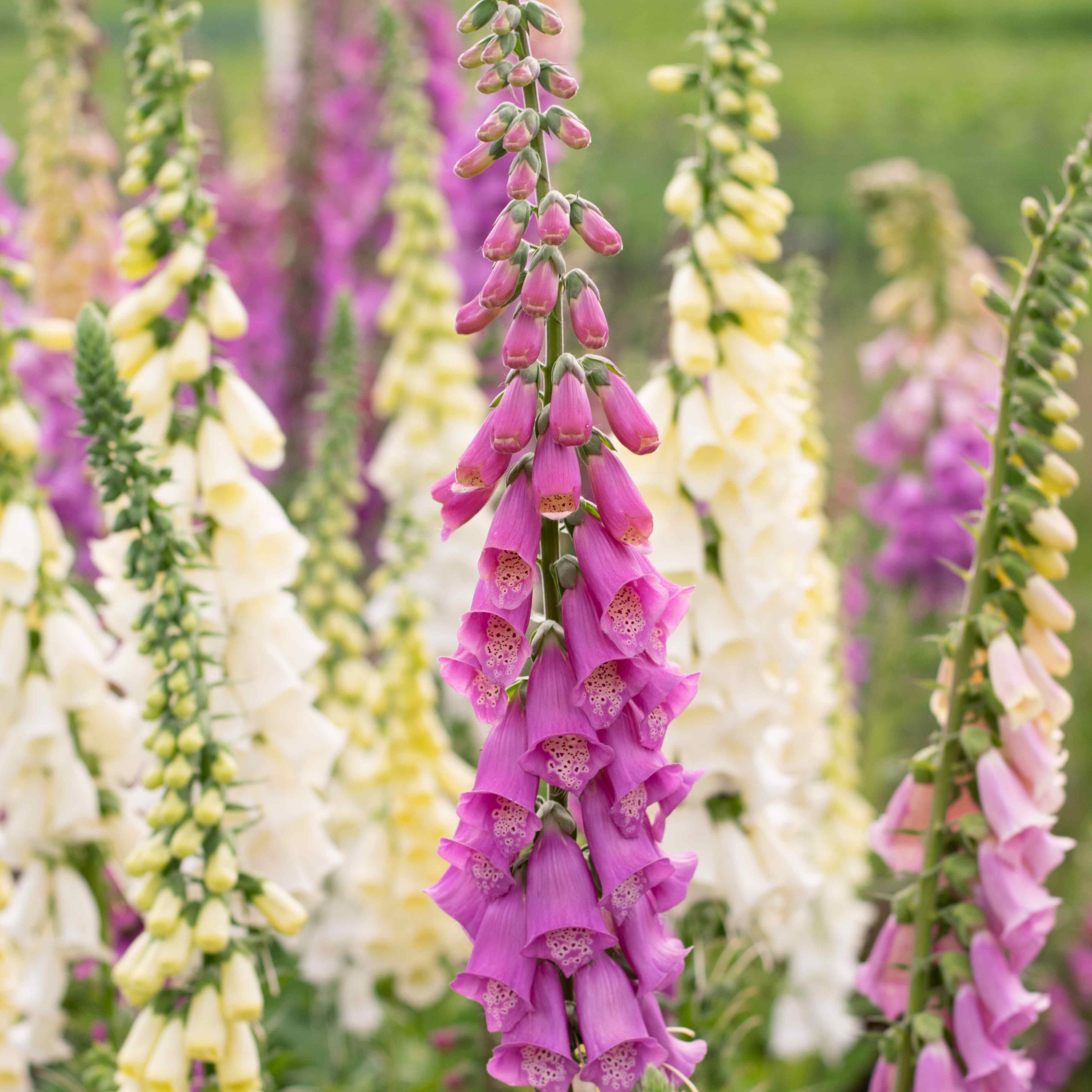 Купити Наперсник пурпуровий MIX, 300 насінин за ціною 25 грн від виробника